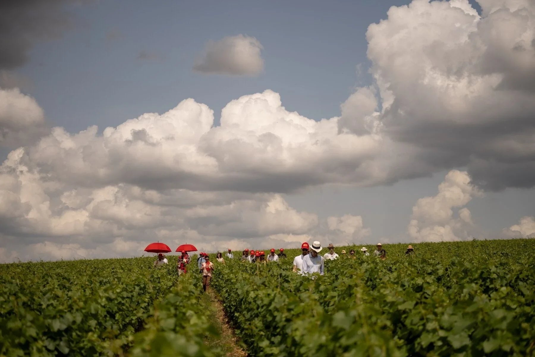 Champagne 2.0: Re-Writing the Constitution of Non-Vintage Champagnes ...